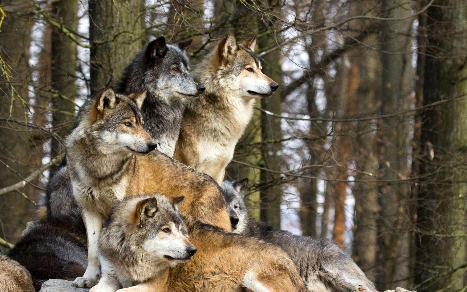 Wolf Pictures Cool Images Of Wolves Wolf Pictures Cool Images Of Wolves