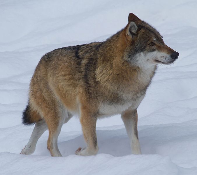 Gray Wolf Facts - Information about the Grey Wolf